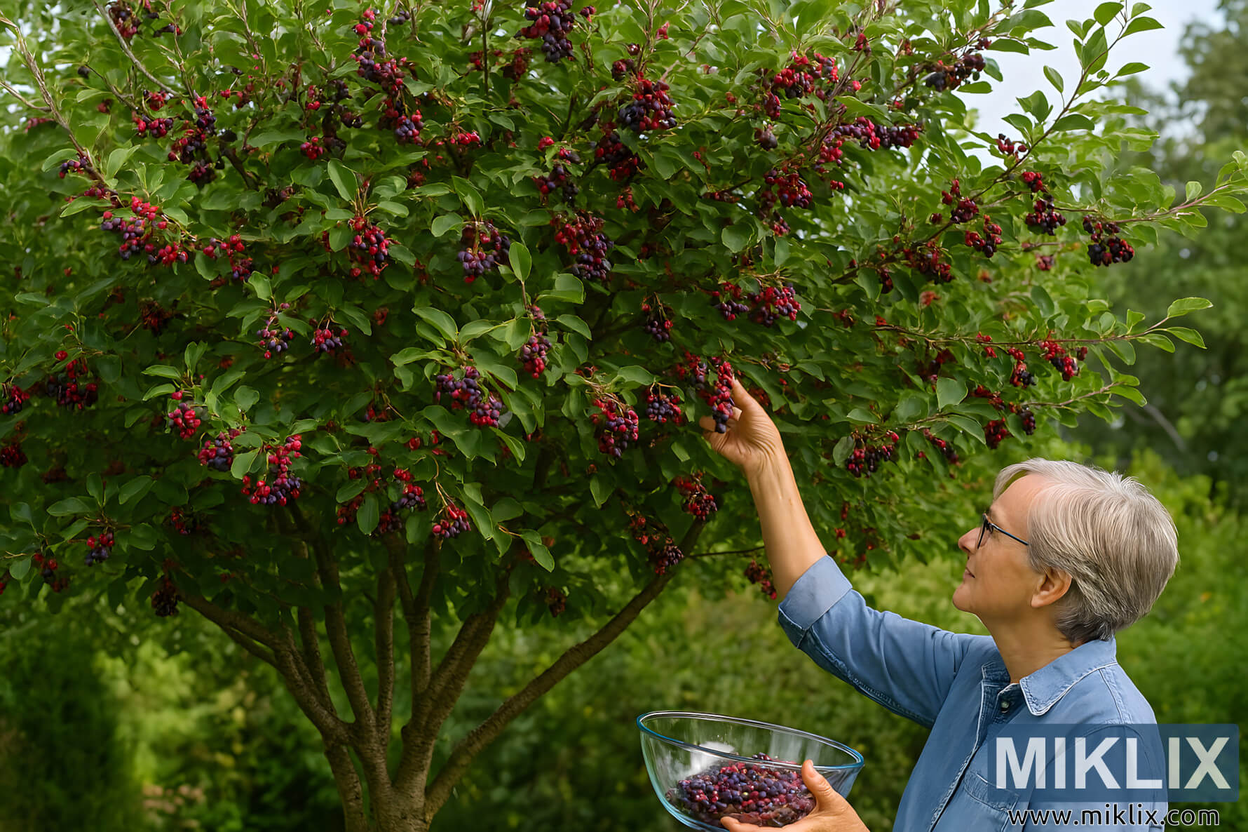 Imagine: Recoltarea de berry-uri coapte dintr-un copac matur - Miklix