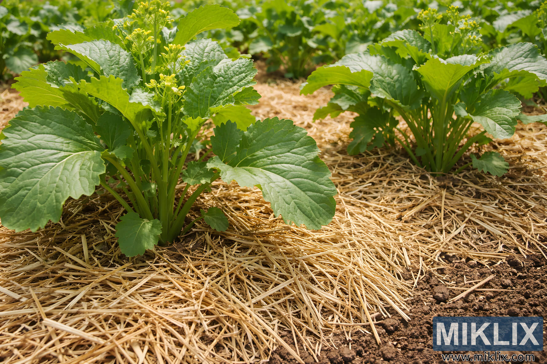 Image: Straw Mulch Around Mustard Plants in Sunlit Garden - Miklix