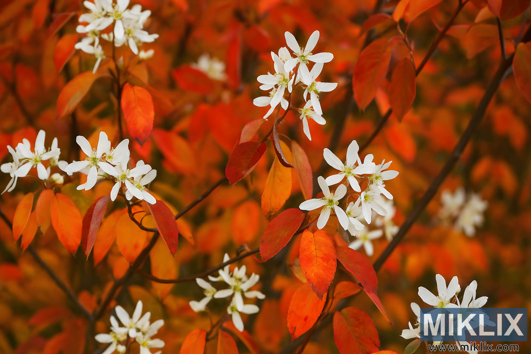 Imagine: Apple Serviceberry înflorit cu frunziș strălucitor de toamnă ...