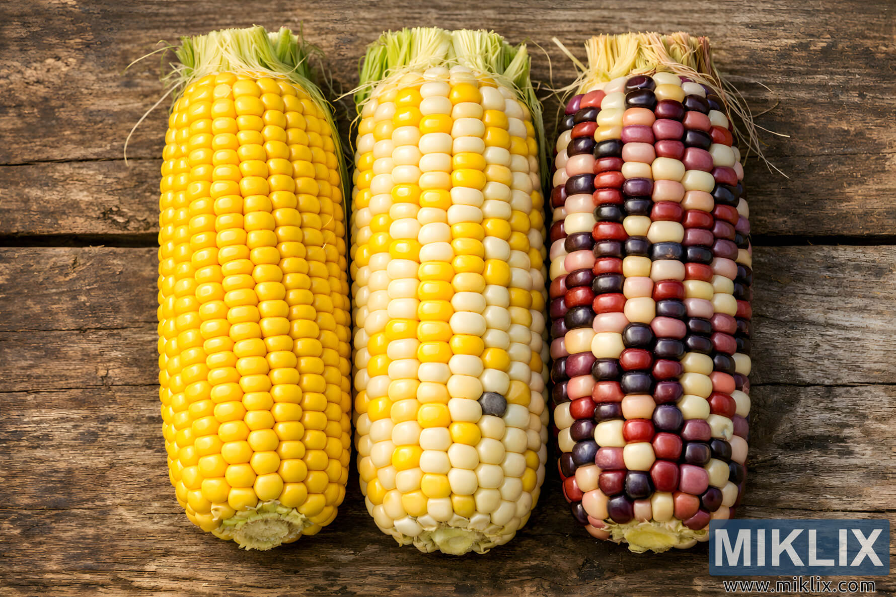 Image: Three Sweet Corn Varieties with Different Kernel Colors - Miklix
